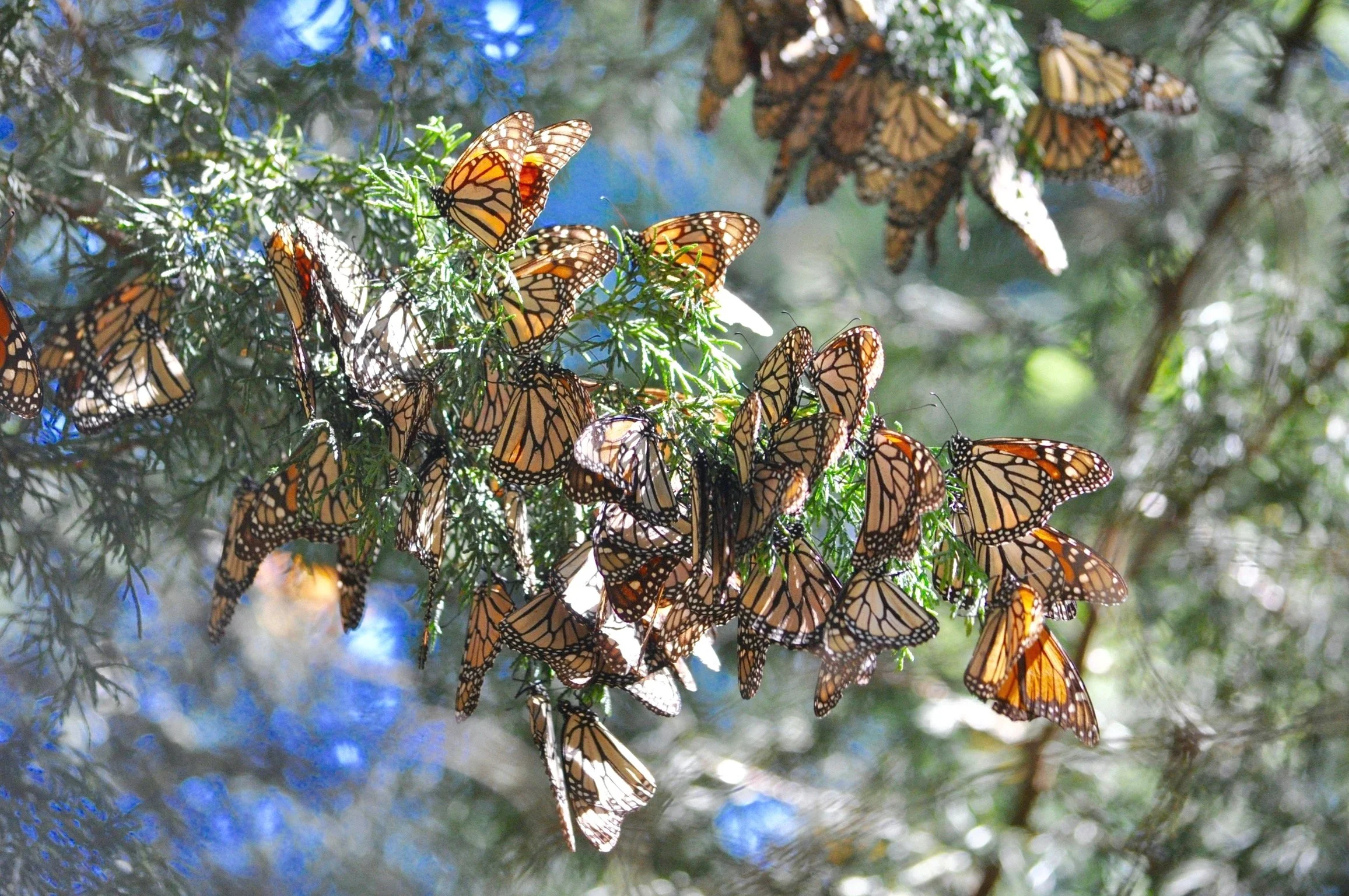 Idlewild Butterfly Farm