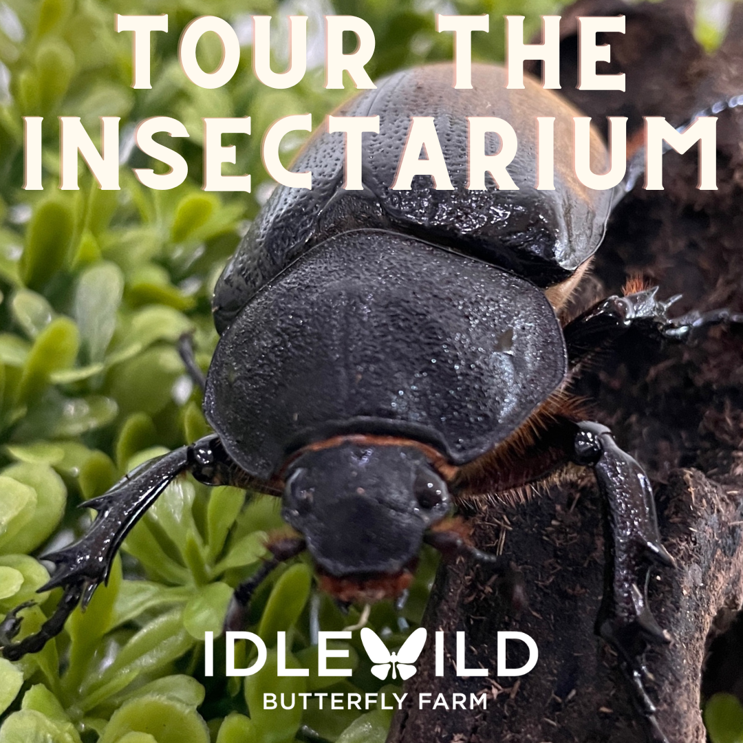 Idlewild Butterfly Farm