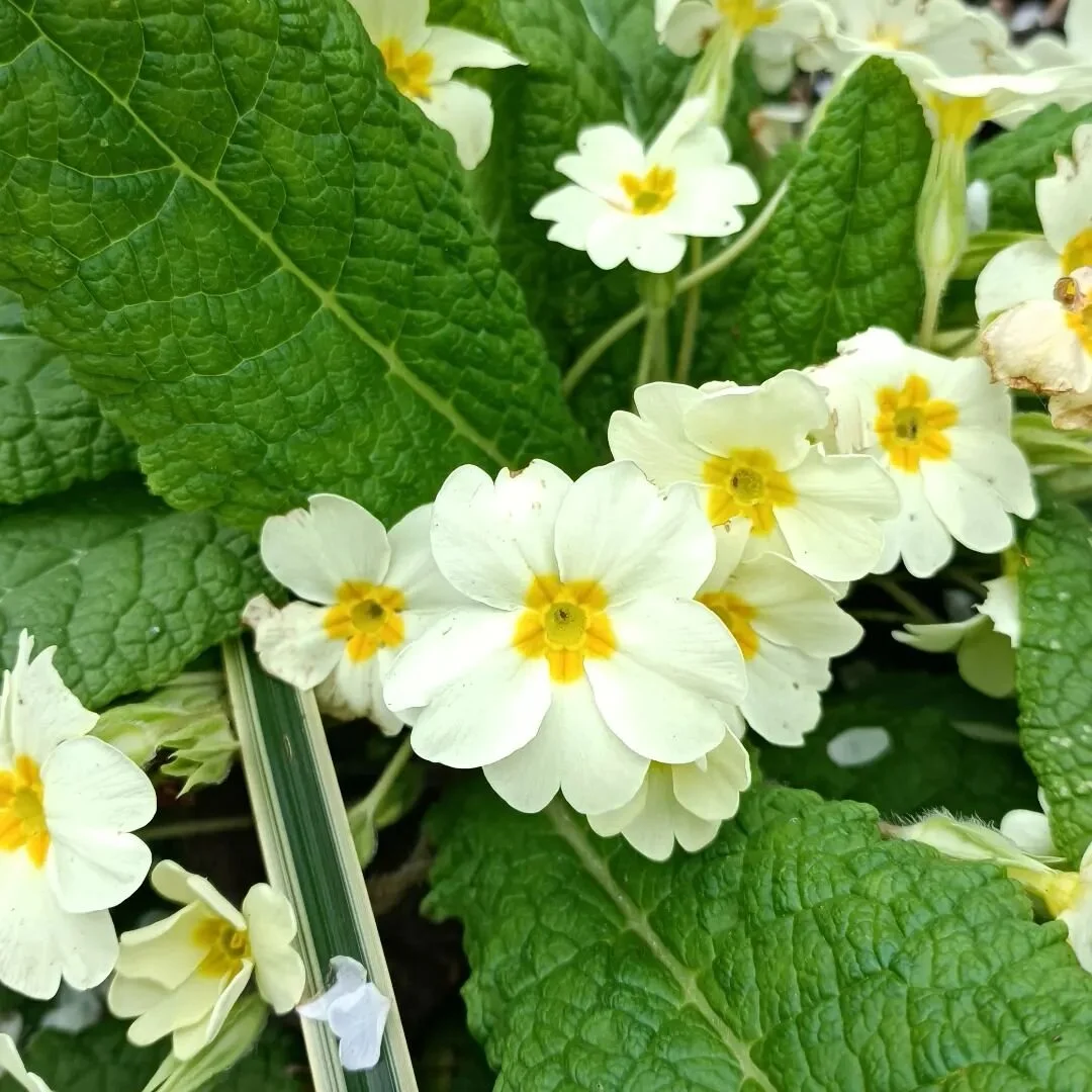 Plants For Design - Top quality garden plants - Hampshire, UK