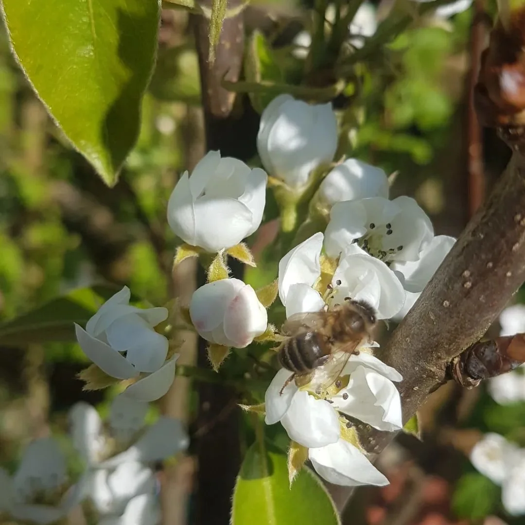 Plants For Design - Top quality garden plants - Hampshire, UK