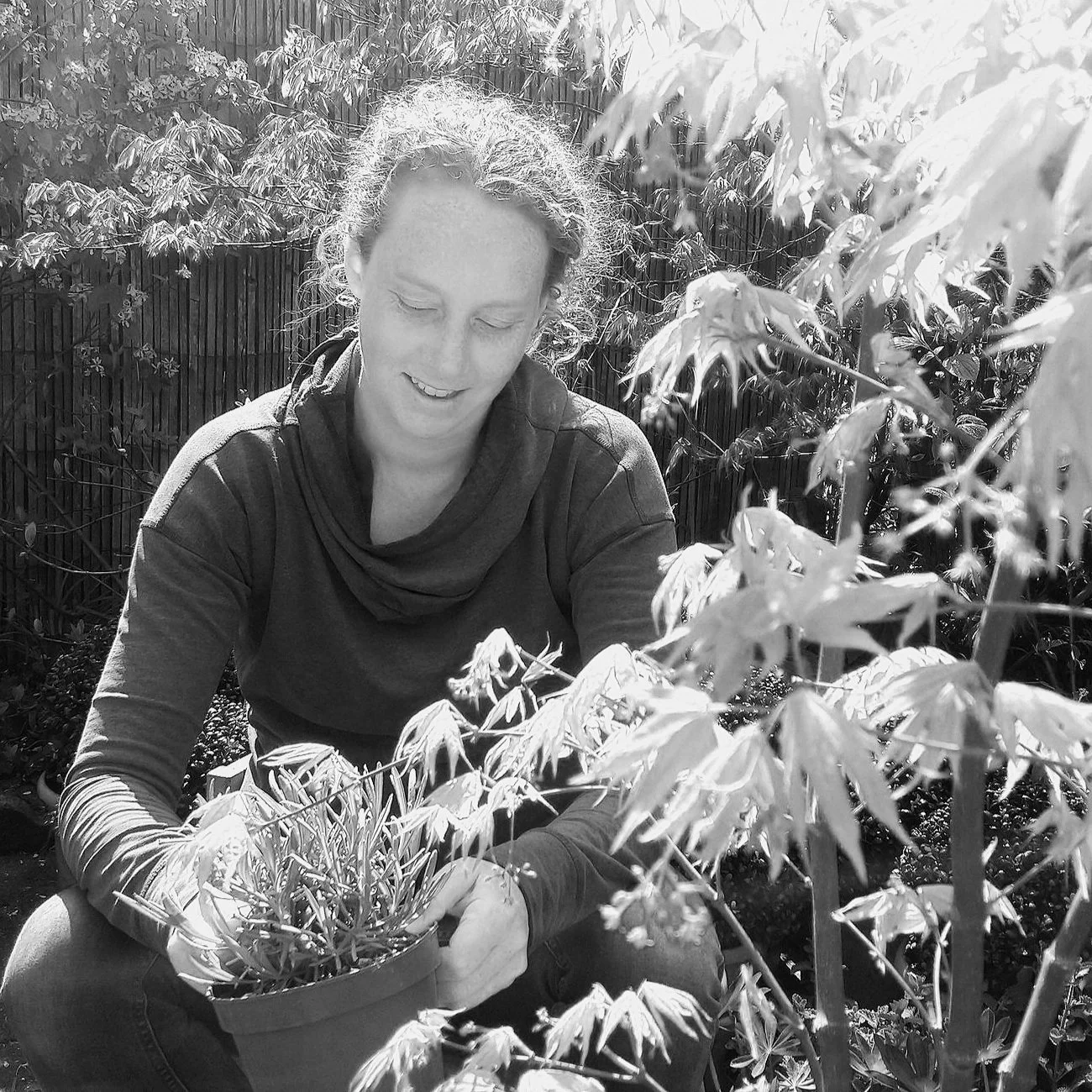 Plants For Design - Top quality garden plants - Hampshire, UK