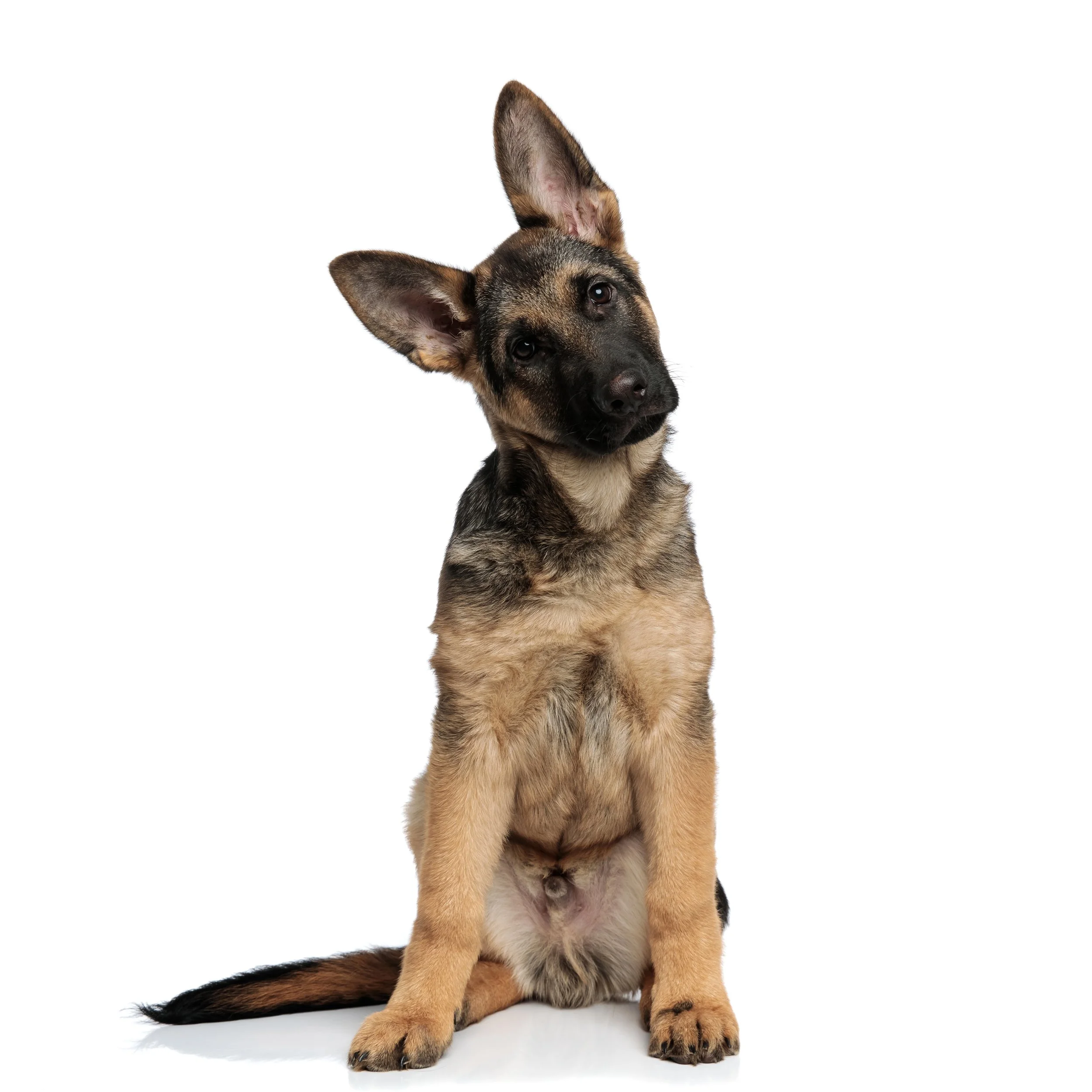 Transform My Dog