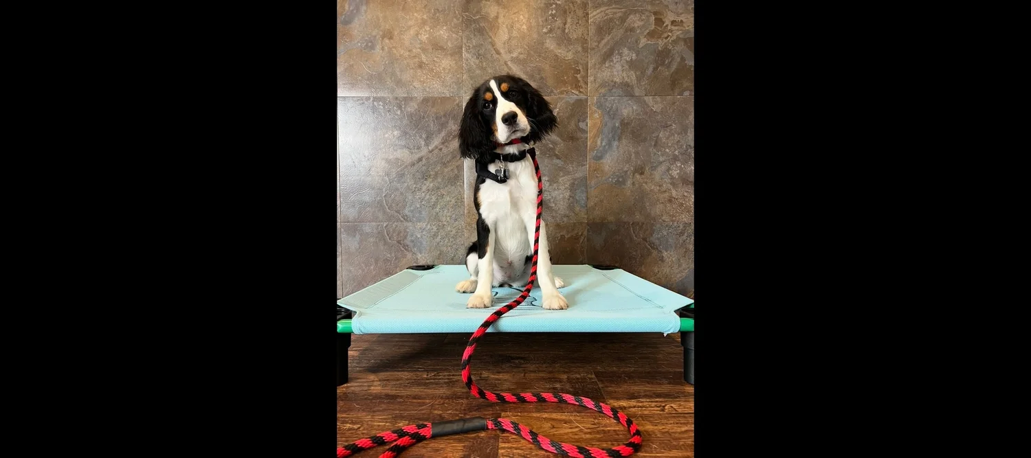 Transform My Dog