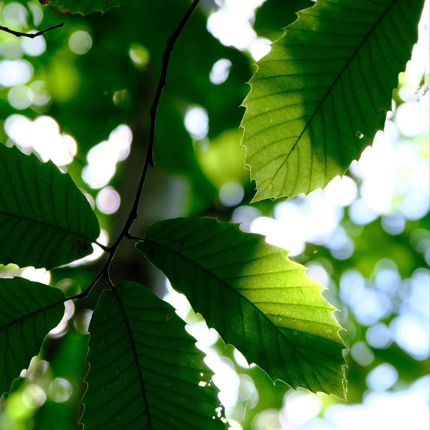 Conscious Landscape | Rewilding and Land Restoration