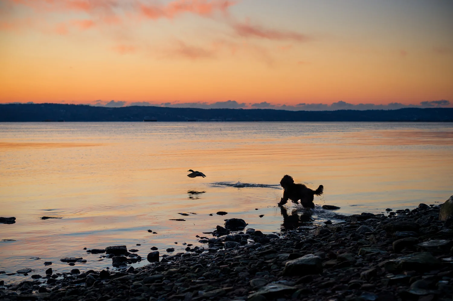 Barbet Club of America - Official Site