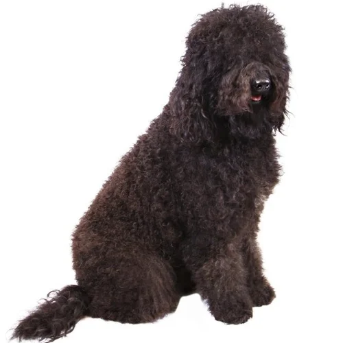 Barbet Club of America - Official Site