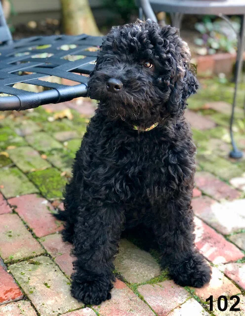 BarBabies — Barbet Club of America - Official Site