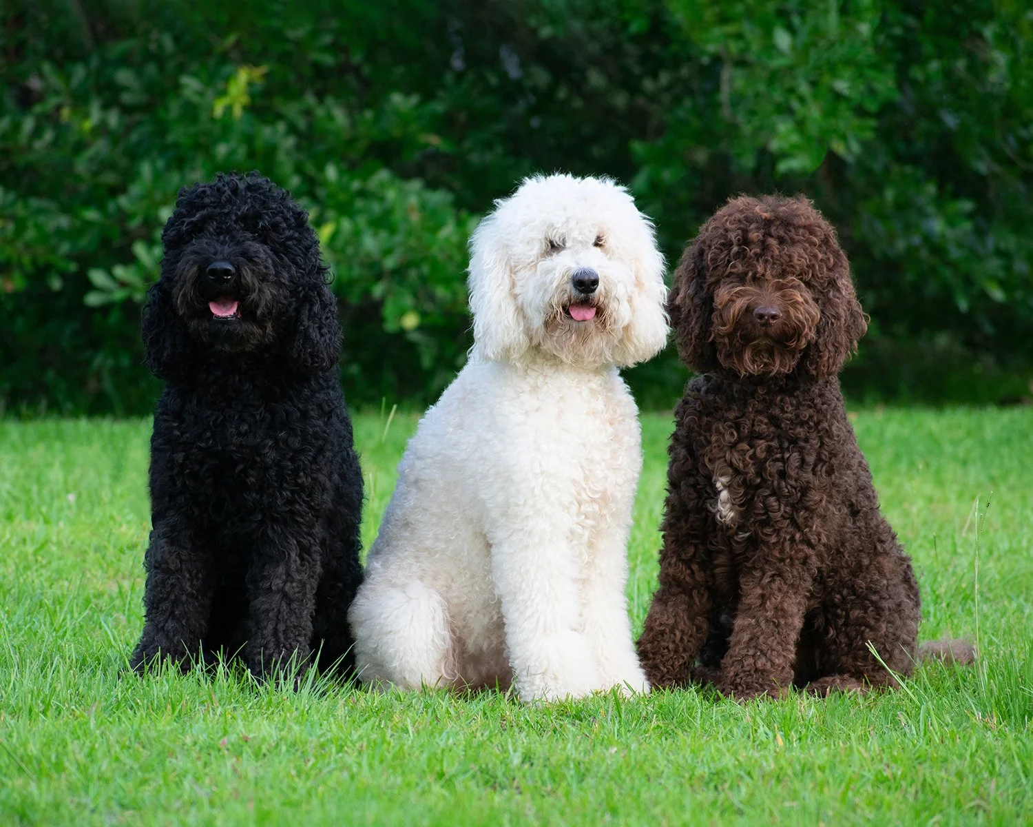 Find a Barbet Breeder — Barbet Club of America - Official Site