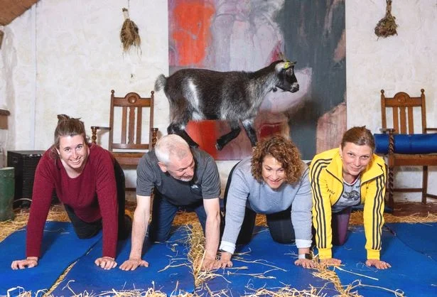 Pygmy Goat Pilates — The Pilates Attic