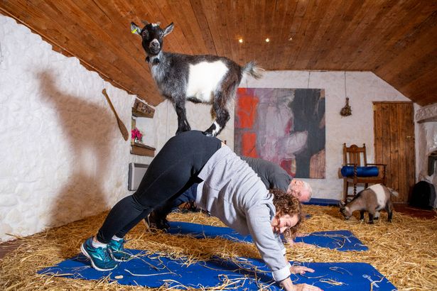 Pygmy Goat Pilates — The Pilates Attic