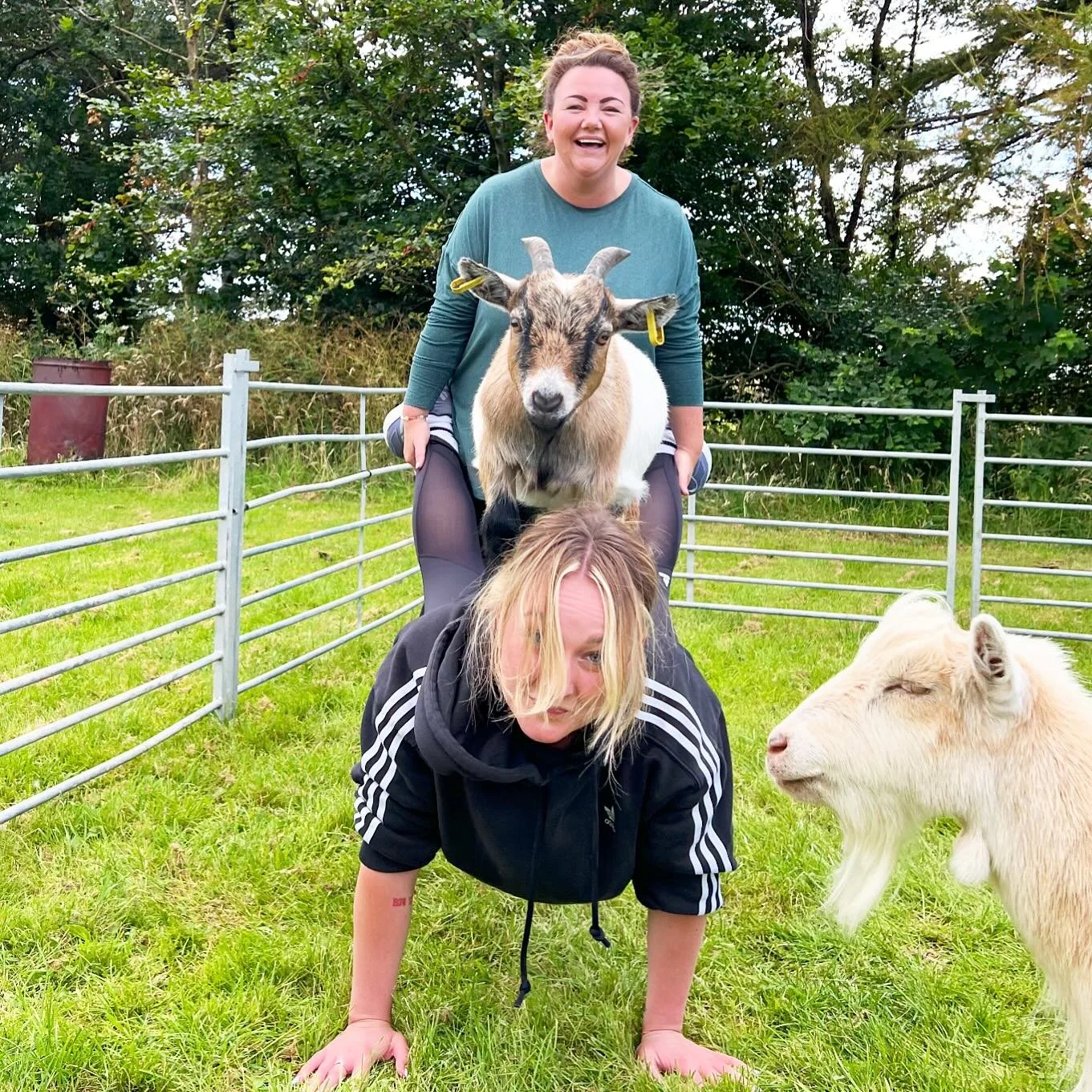 Pygmy Goat Pilates — Pilates Attic