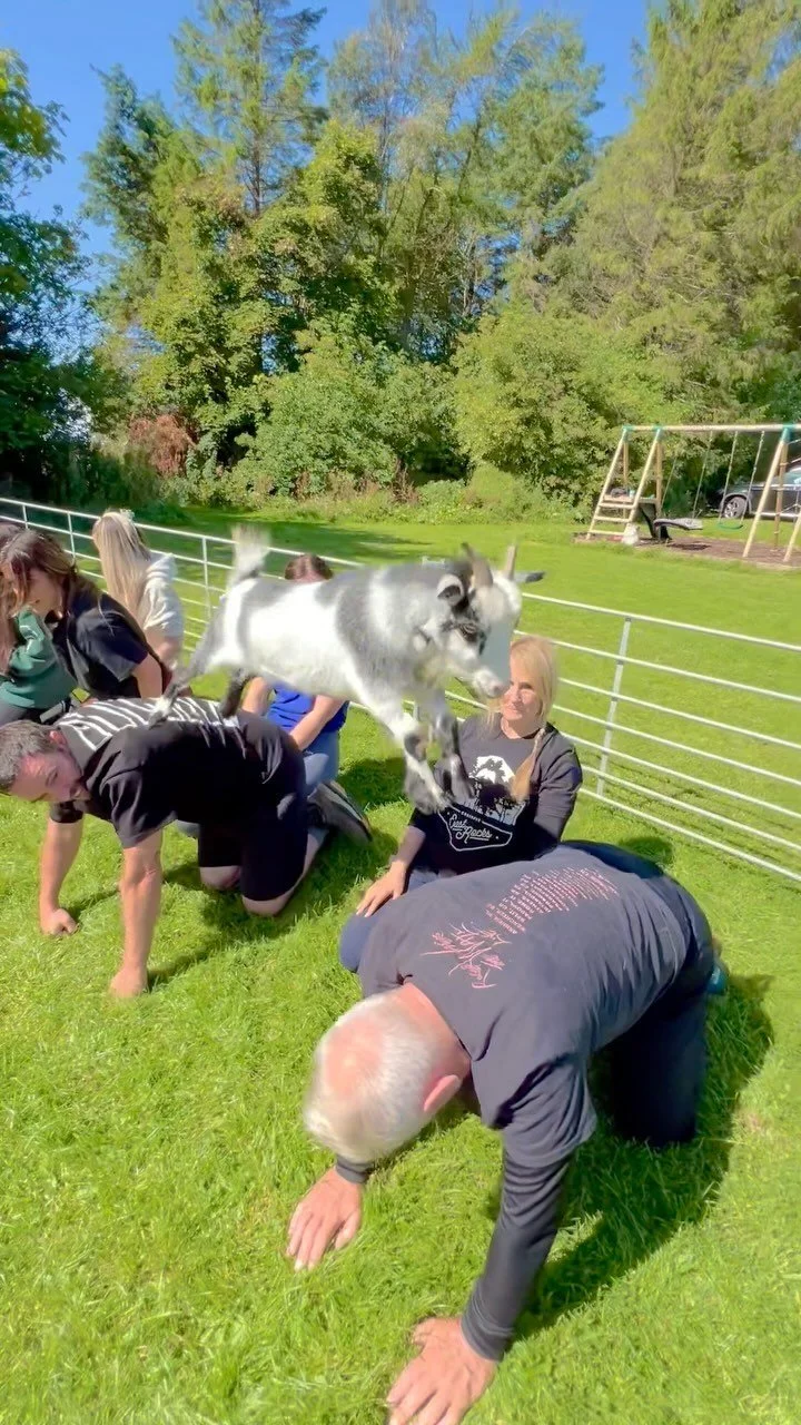 Pygmy Goat Pilates — Pilates Attic