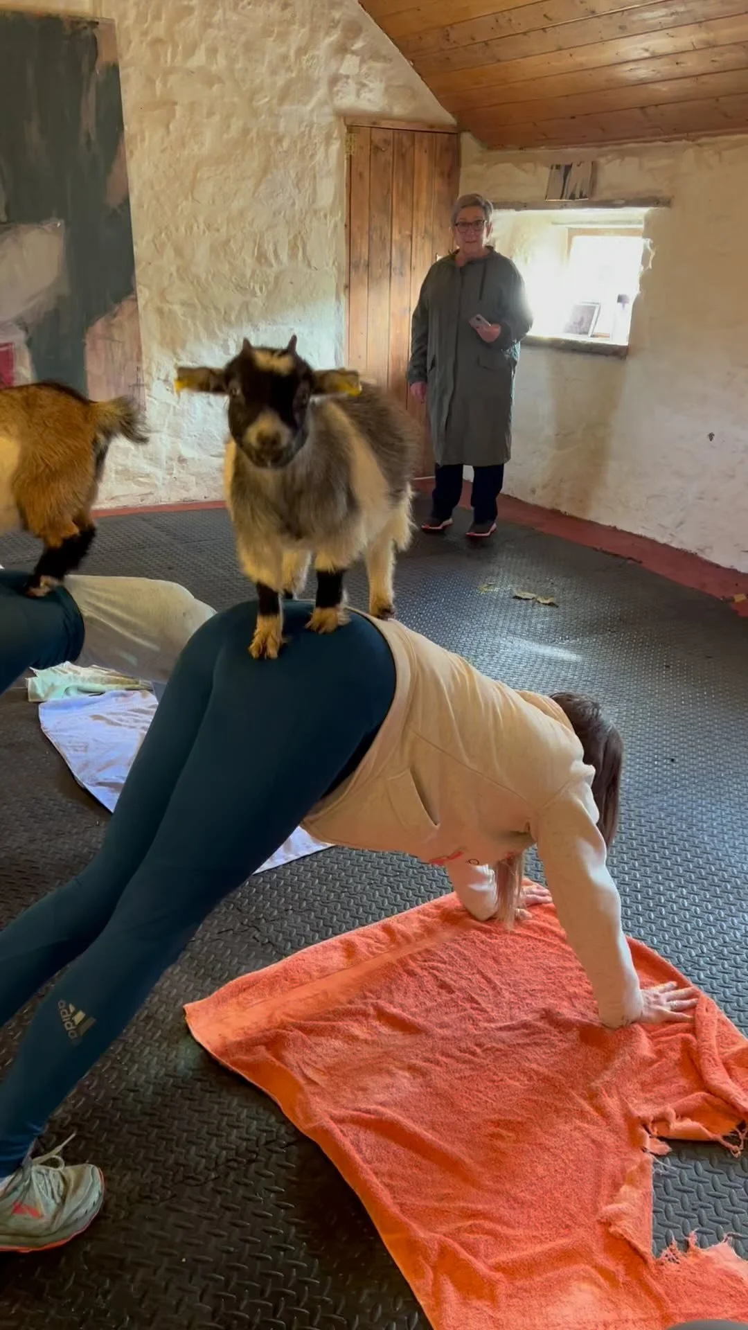 Pygmy Goat Pilates — Pilates Attic