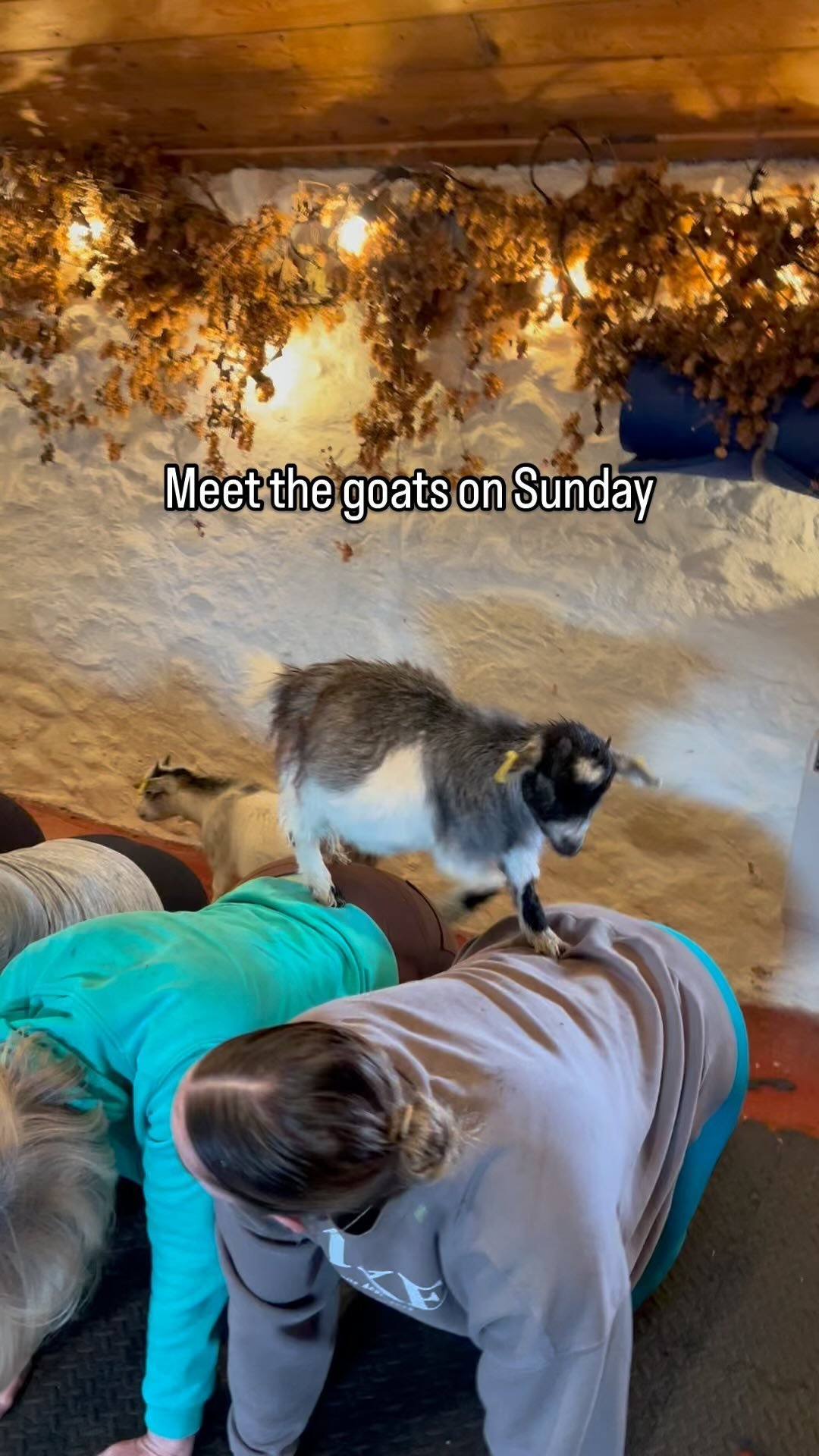 Pygmy Goat Pilates — Pilates Attic