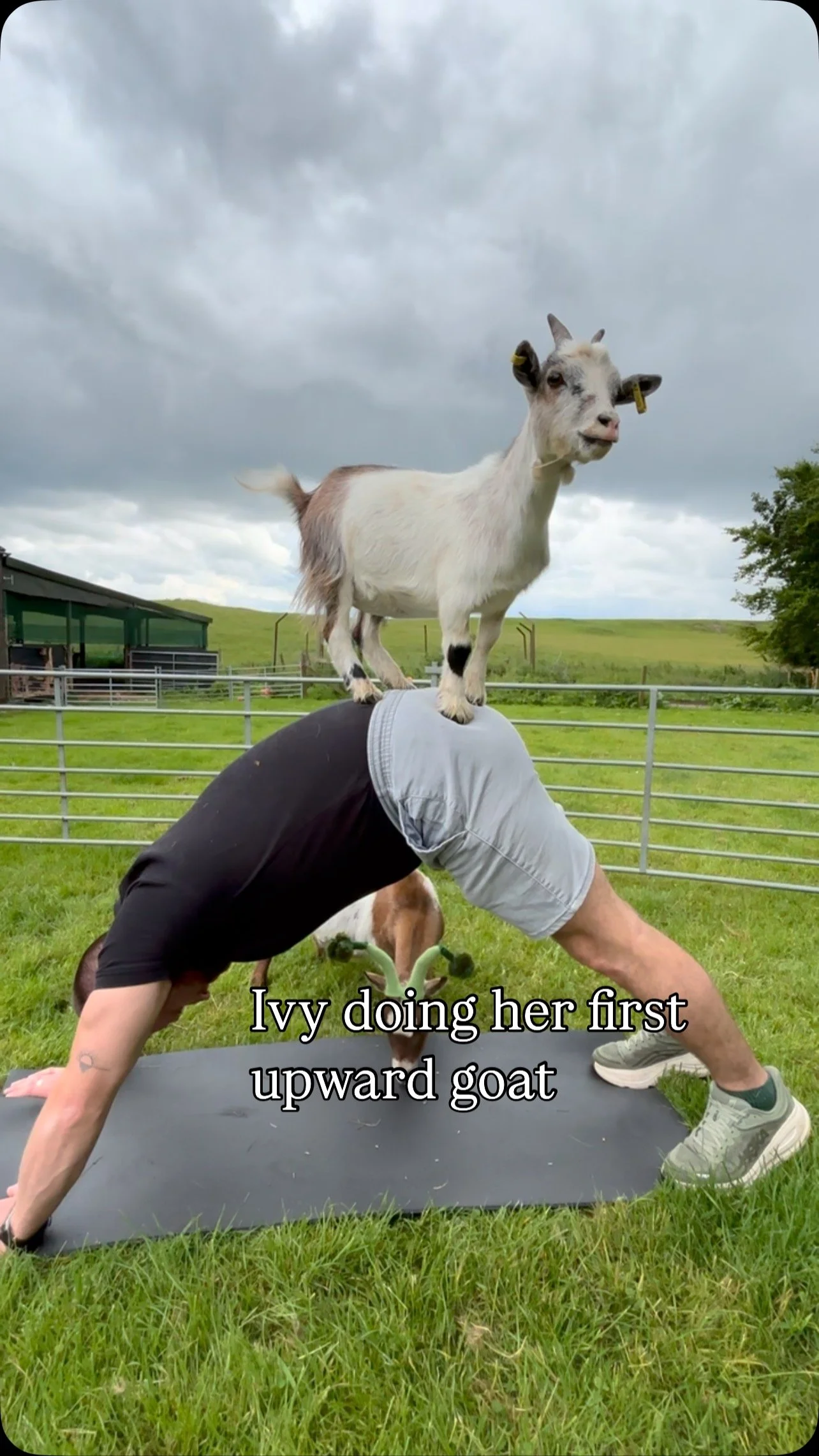 Pygmy Goat Pilates — Pilates Attic