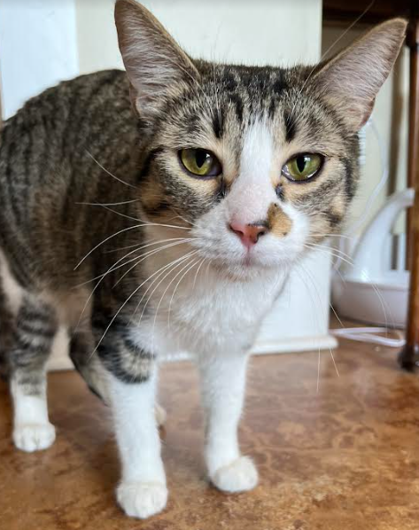 Our Cats — The Witty Whisker Cat Cafe