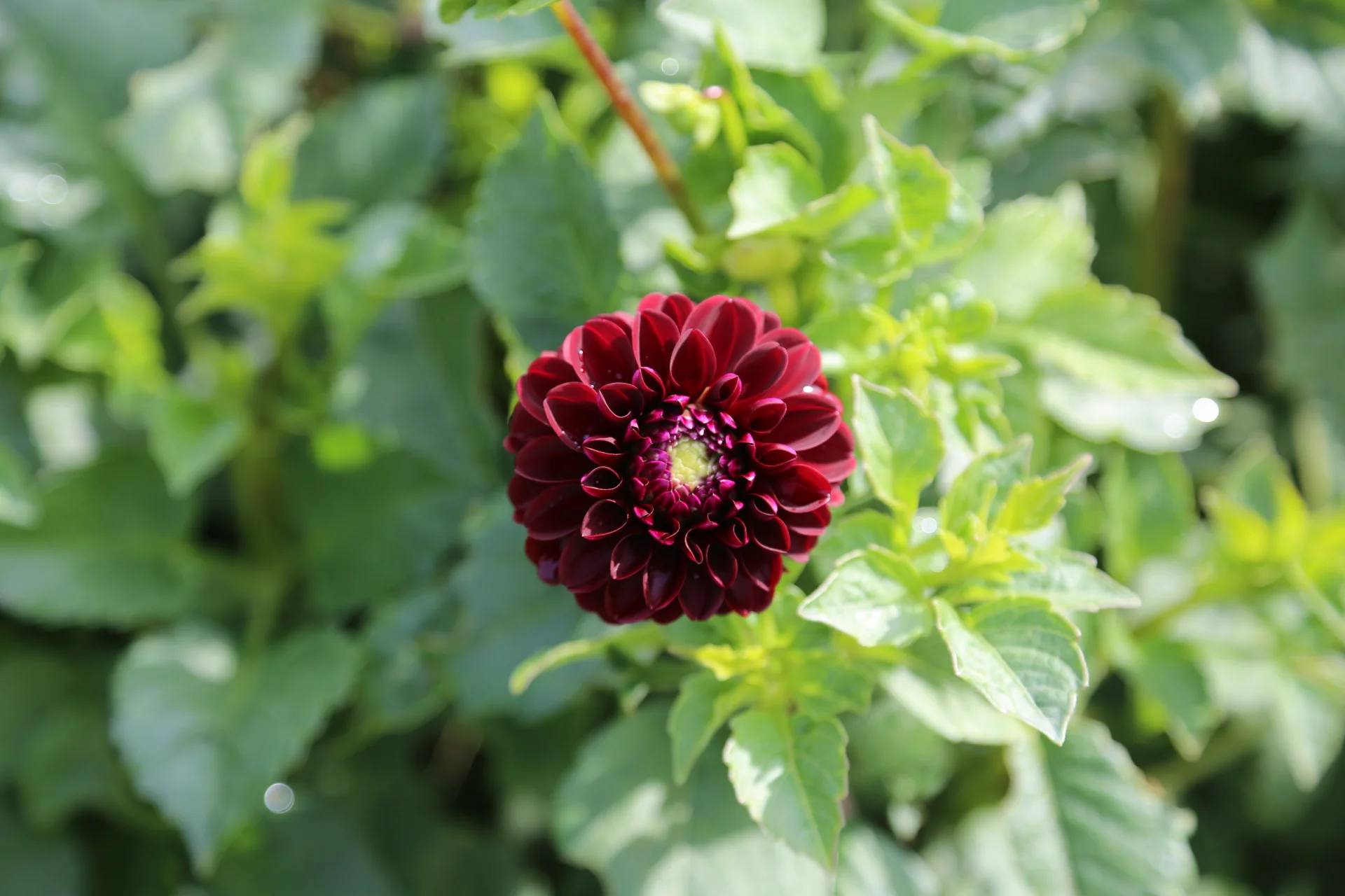 contact — City Girl Flower Farm