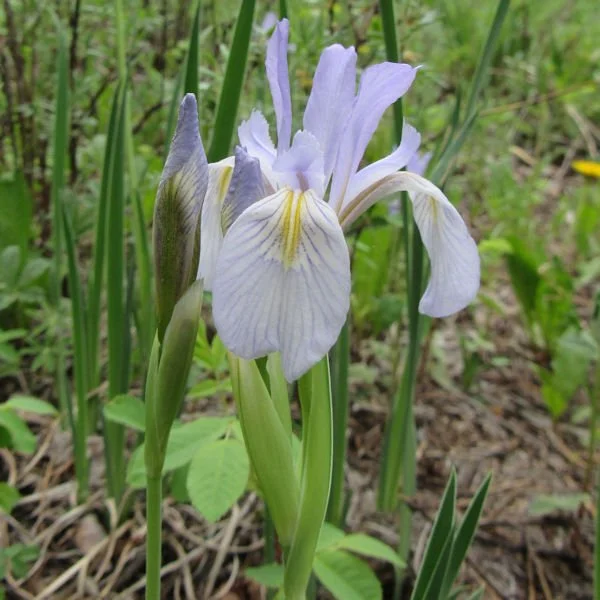 Colorado Wildflowers — Mule & Magpie