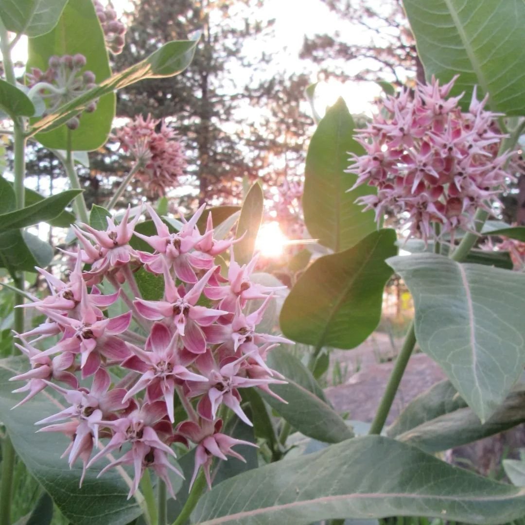 Mule & Magpie - flora, fauna, and frontier fantasy folk art from Golden ...