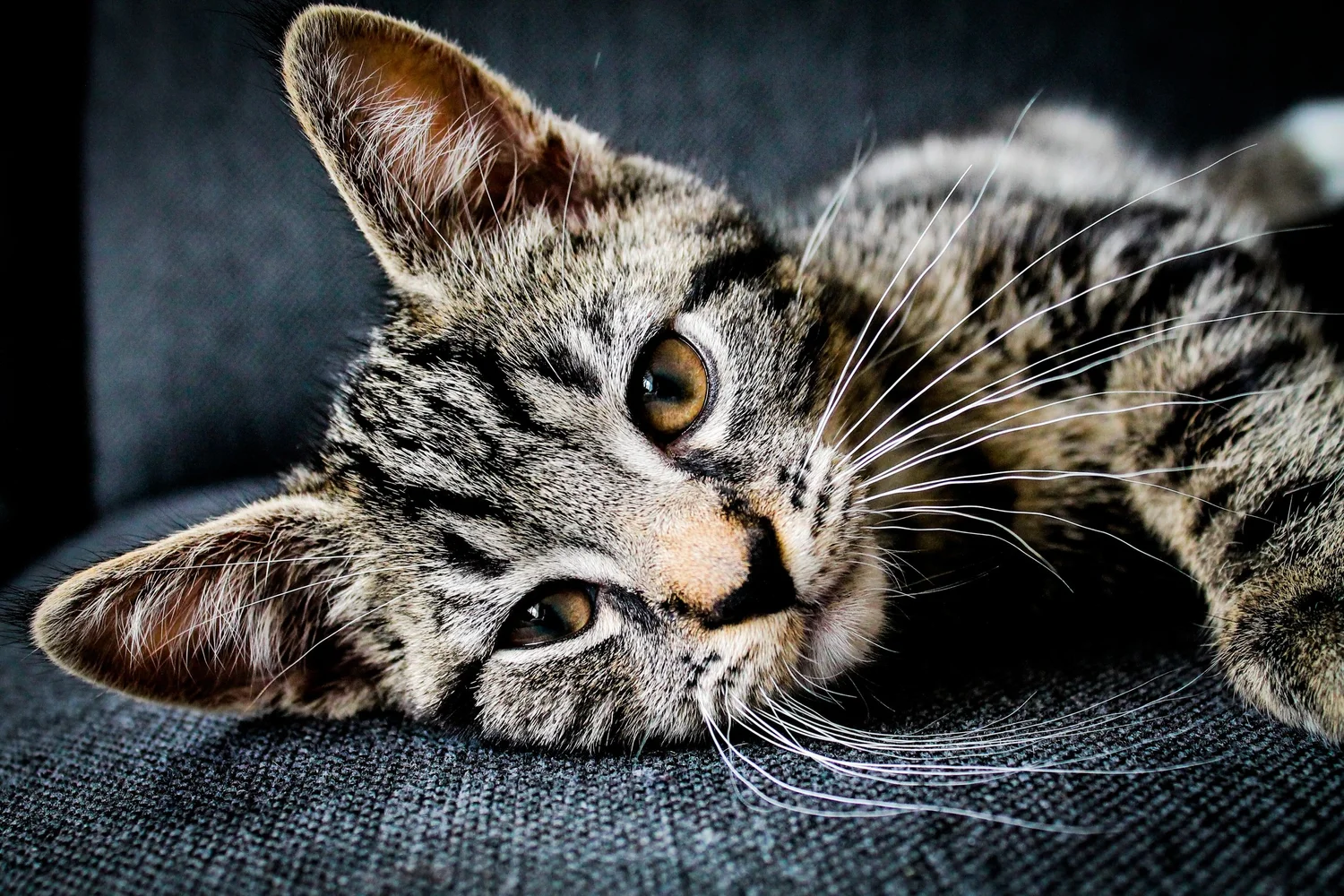 Special Needs — Lake Lowell Animal Rescue