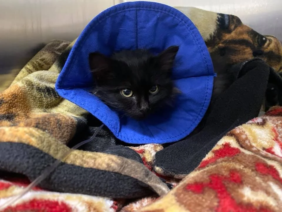 Demolition Cats — Lake Lowell Animal Rescue