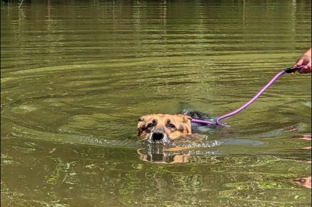 Dog For A Day Program — Lake Lowell Animal Rescue