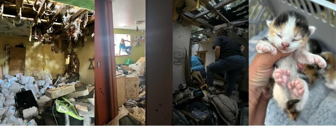 Demolition Cats — Lake Lowell Animal Rescue