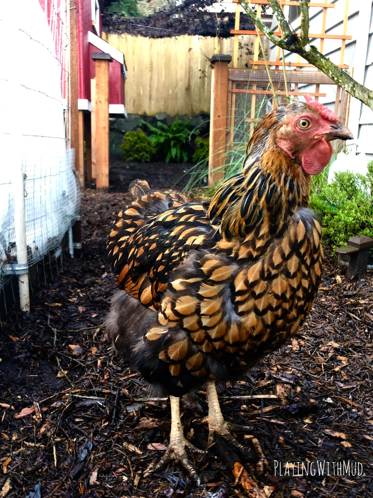 Chickens Molting — Playing With Mud