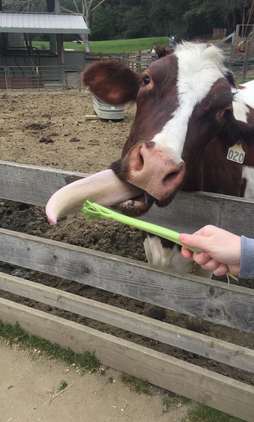 SF Bay Area Spring Bucket List — Bay Area Moms