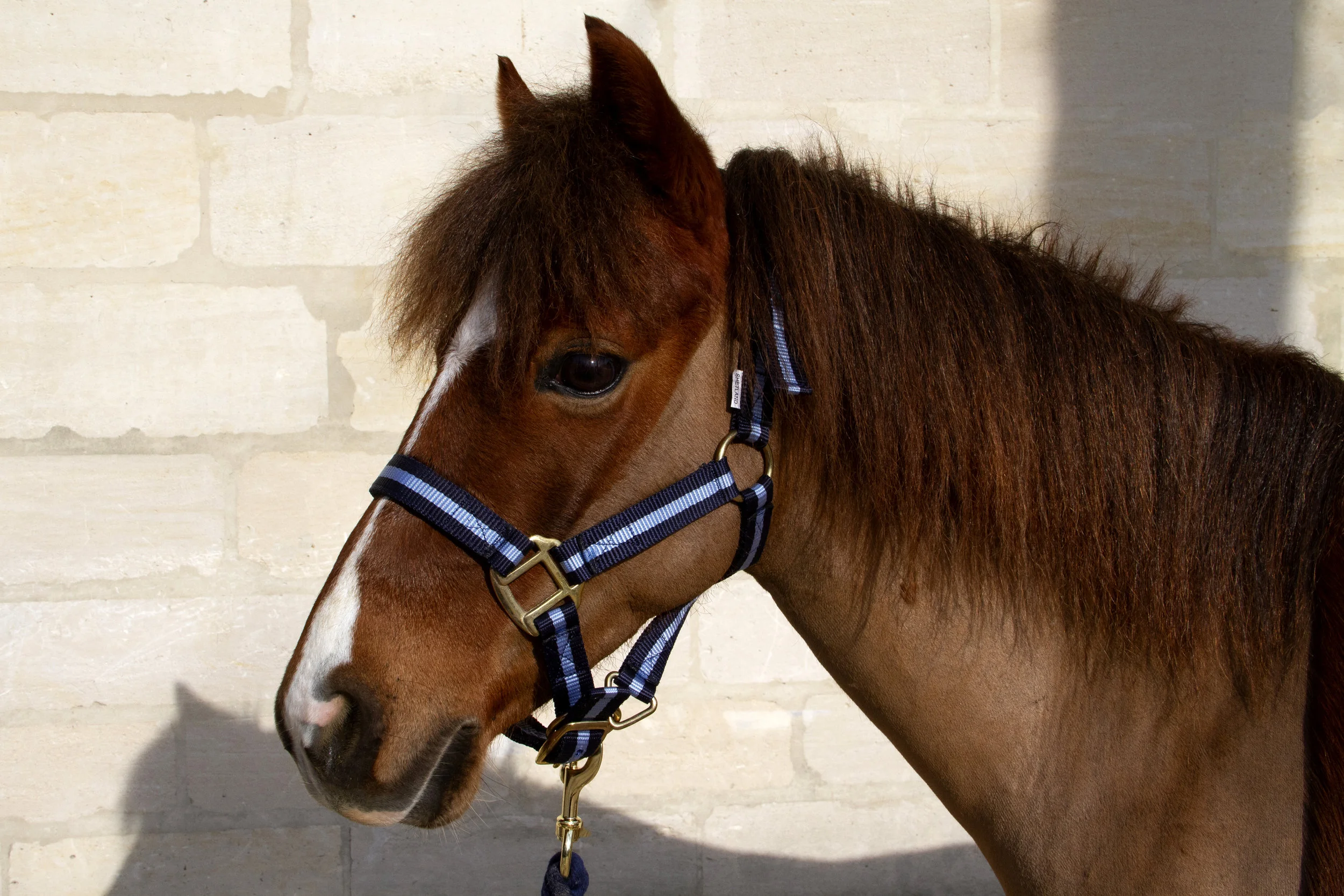 Poneys — Société d'Équitation de Paris - Ecole d'équitation, cheval et ...