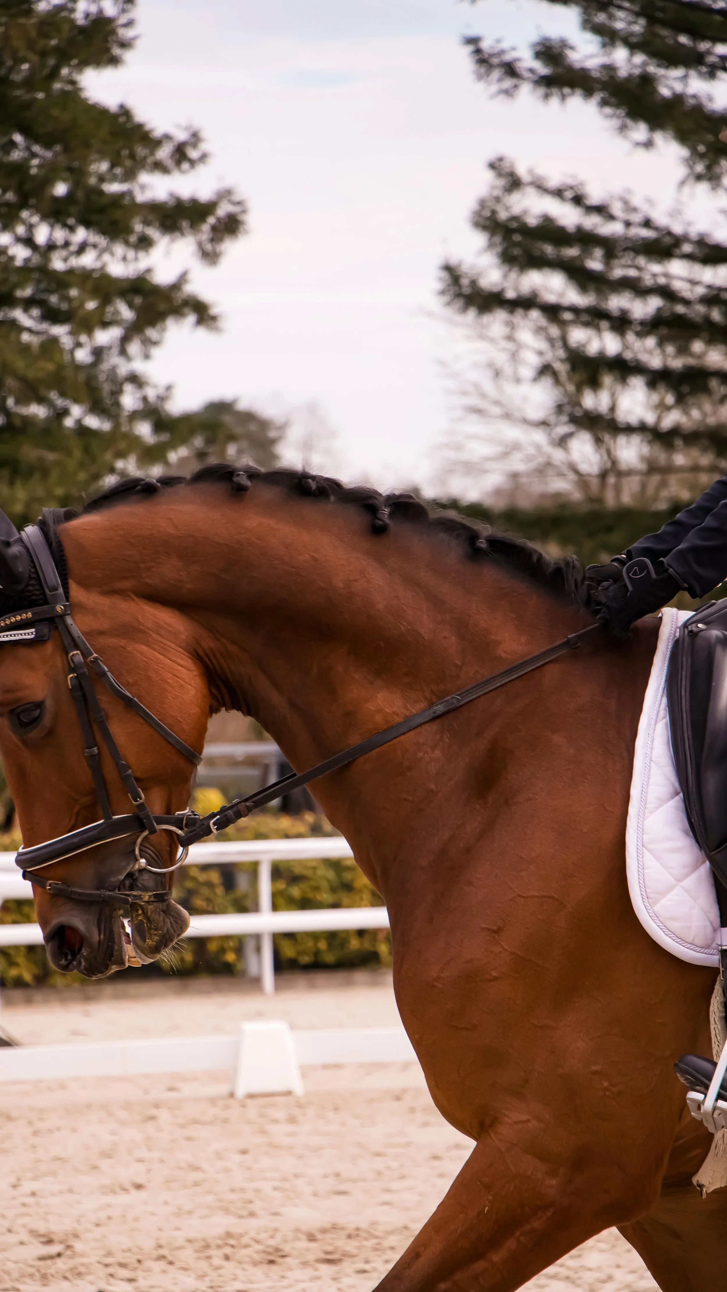Société d'Équitation de Paris - Ecole d'équitation, cheval et poney