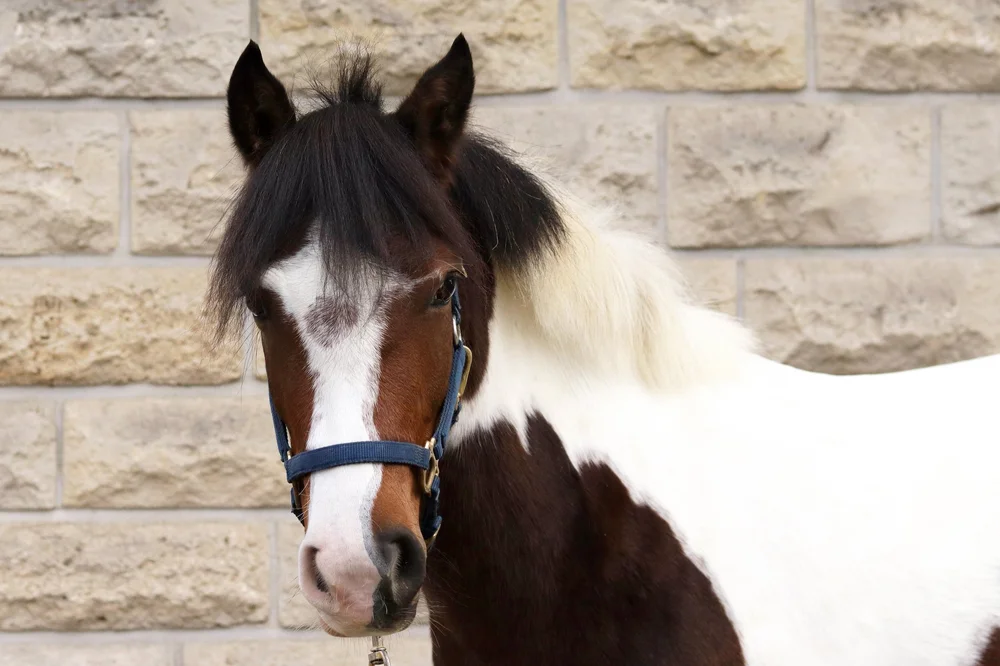 Ipie — Société d'Équitation de Paris - Ecole d'équitation, cheval et poney