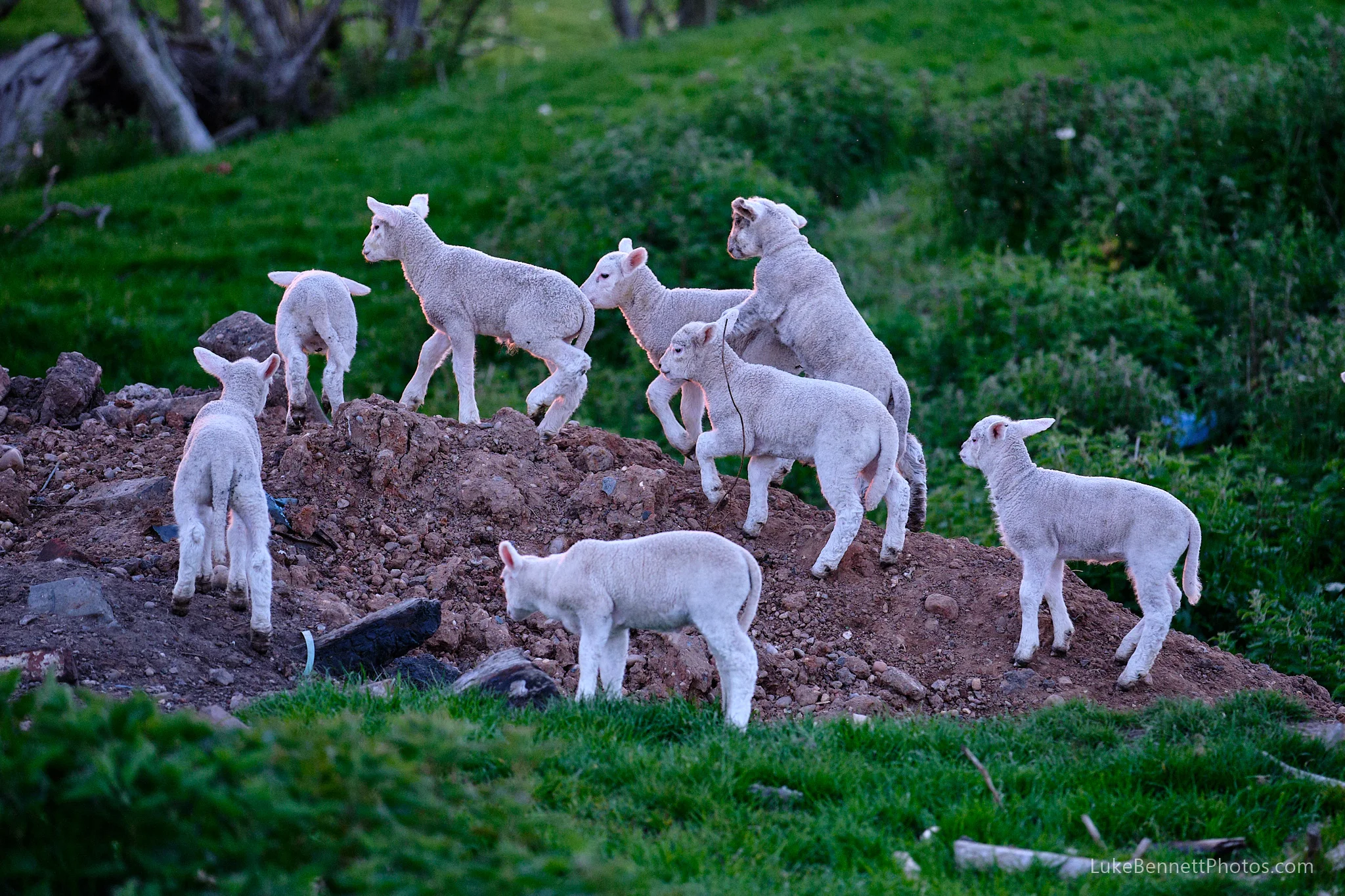More Spring Lamb Photography in Warwickshire — Luke Bennett Photography