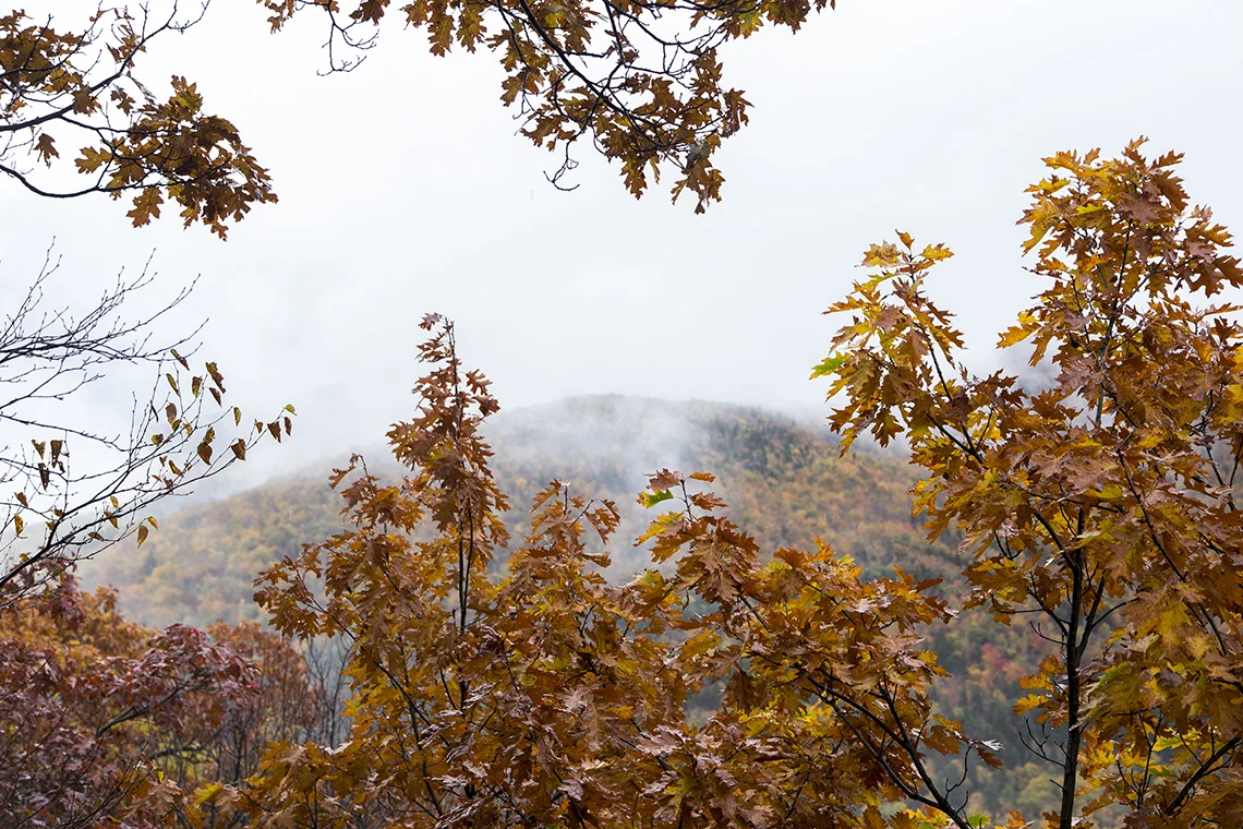 Hike the Escarpment Trail To View The Best In Fall Foliage — And North