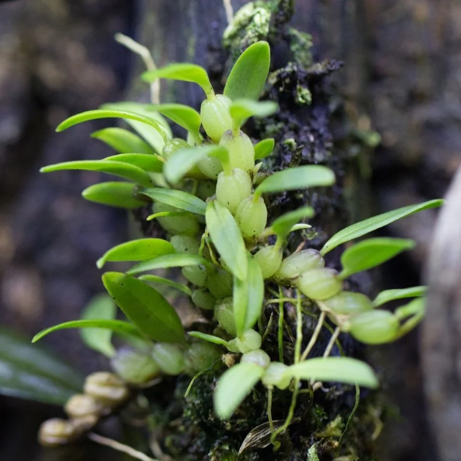 Plants — Glass Jungles