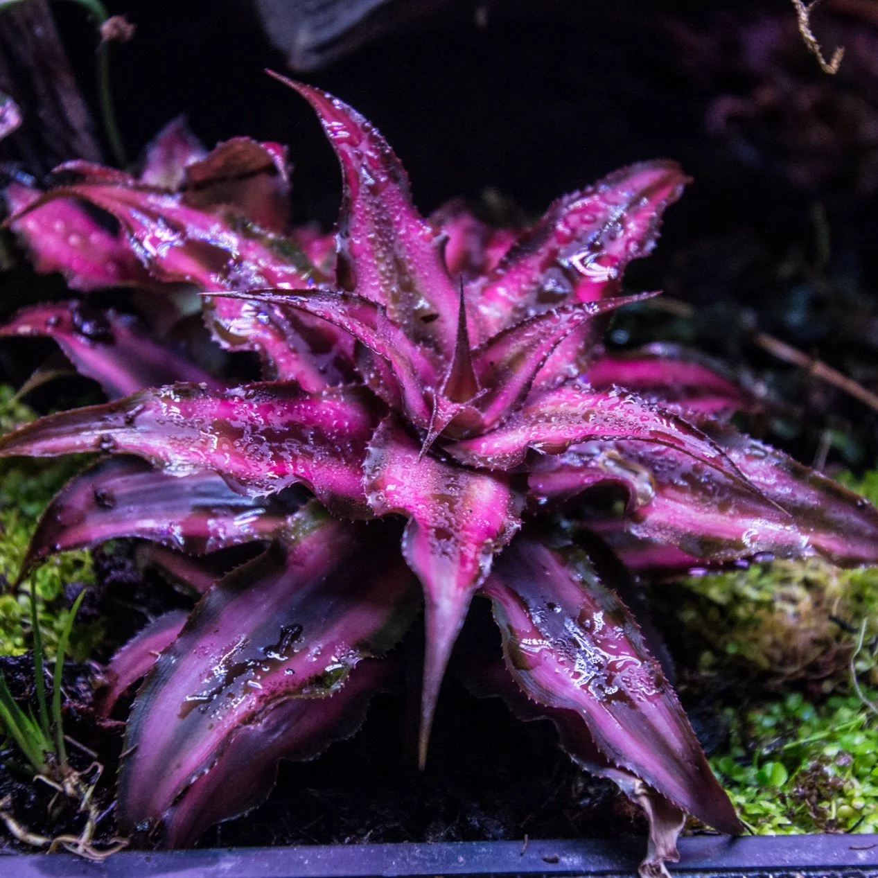 Colorful Terrarium Plants
