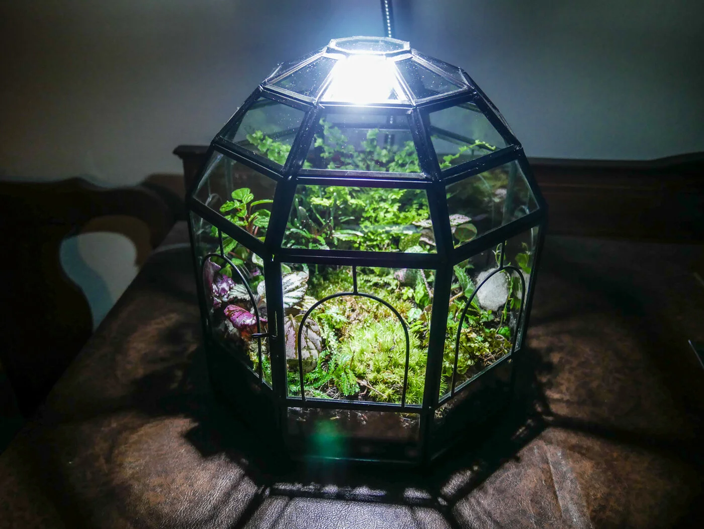 Setting up a Terrarium — Glass Jungles