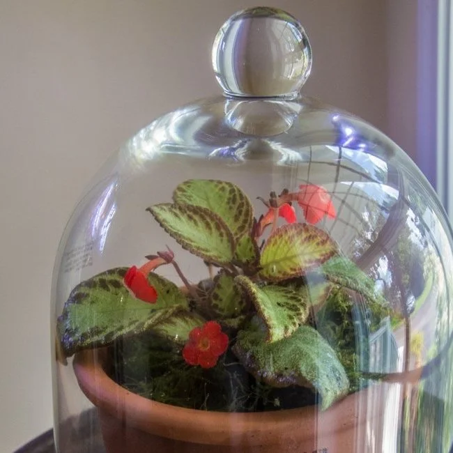 Plants — Glass Jungles