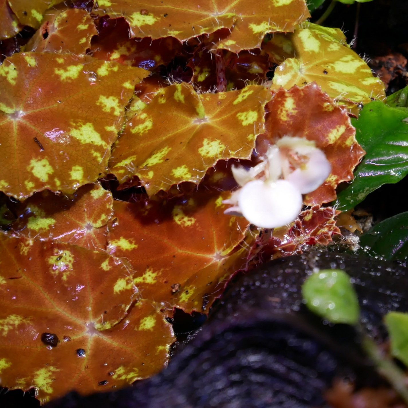 Plants — Glass Jungles