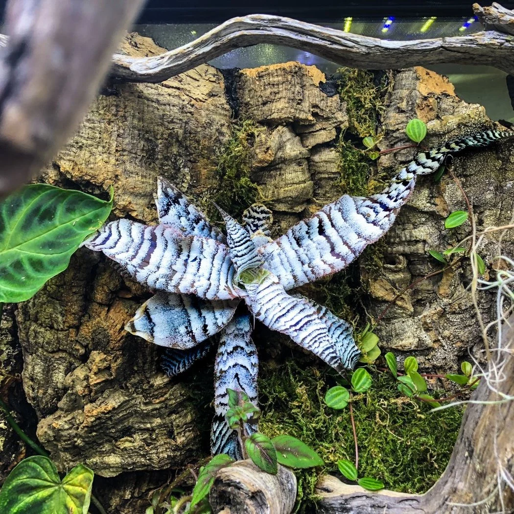 Plants — Glass Jungles