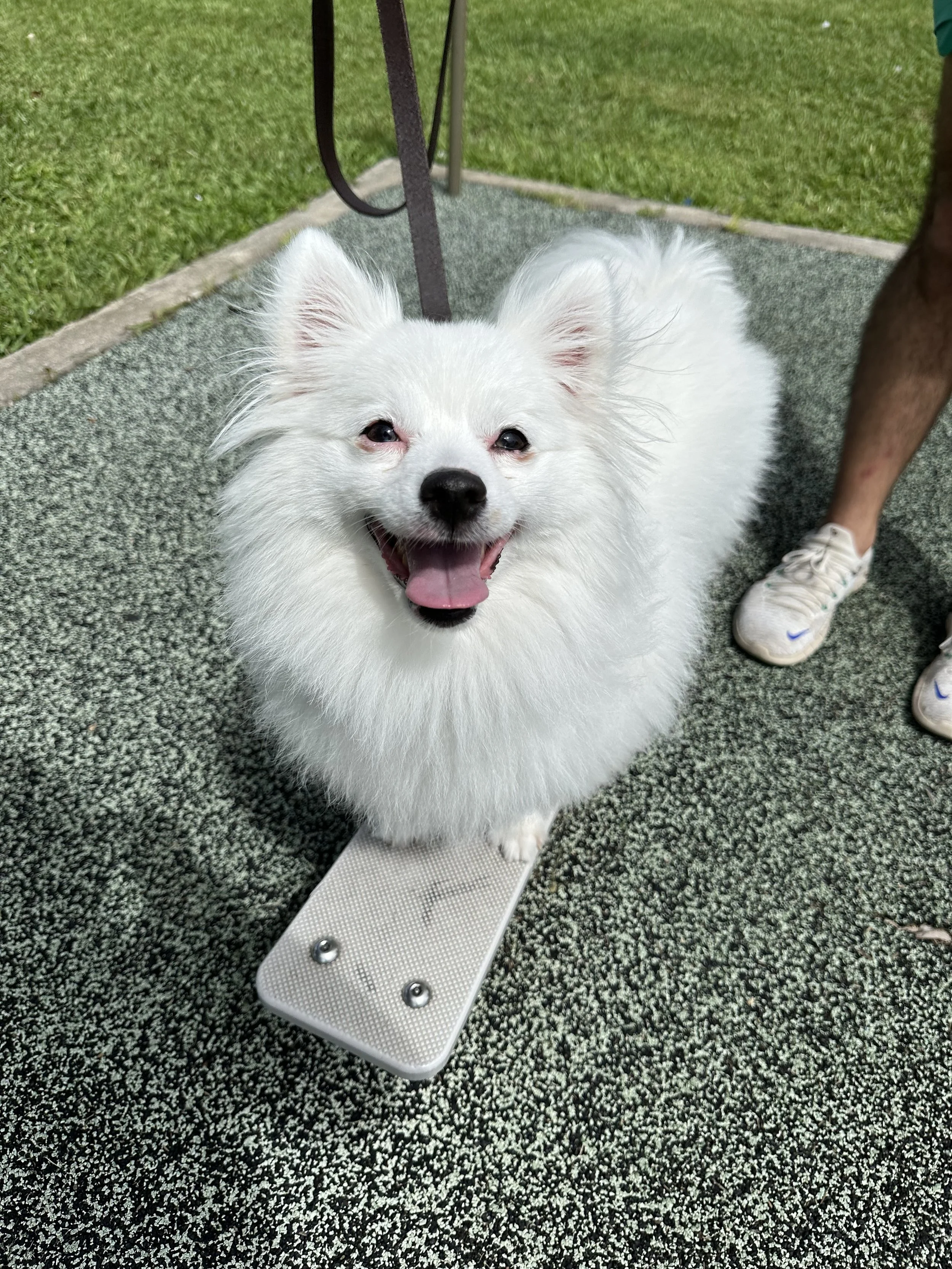 Complete Canine Dog Training: Your Trusted Partner in Dog Behavior ...