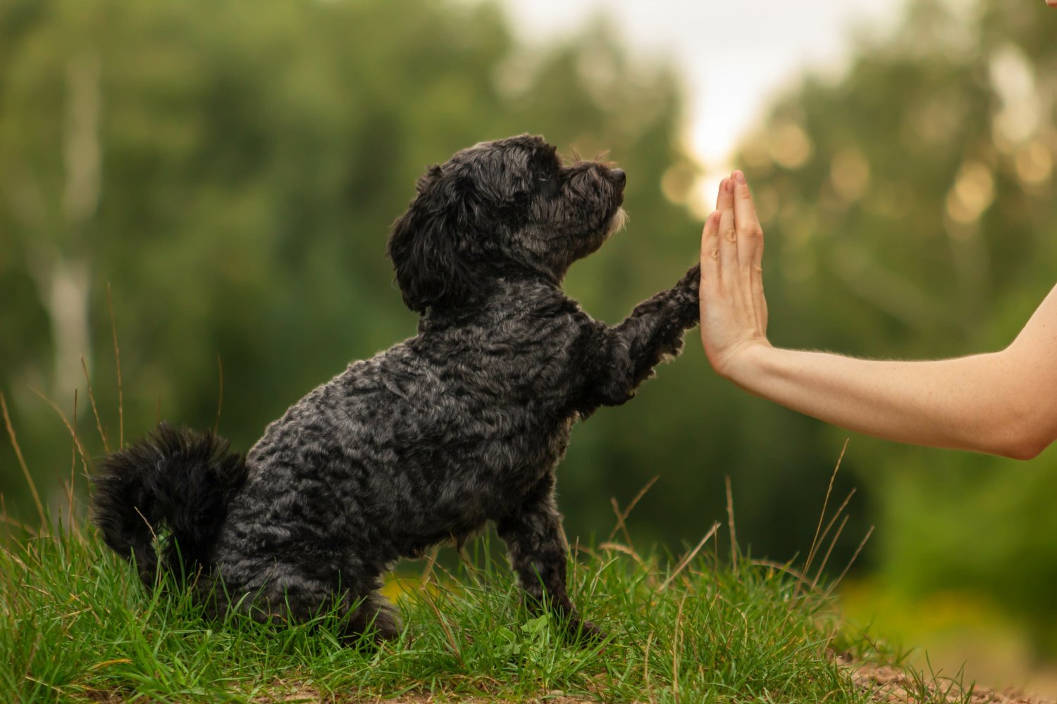 AKC Trick Dog Titles: Levels, Benefits, and How to Earn Them — Complete ...