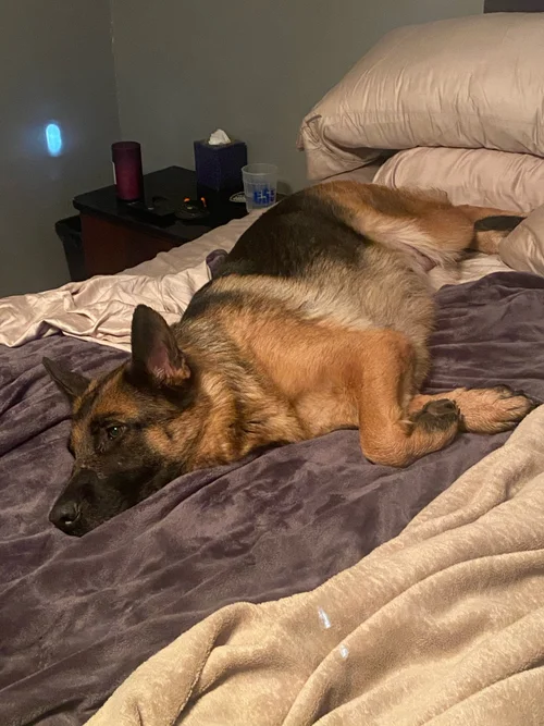 How Big Of A Whelping Box For A German Shepherd