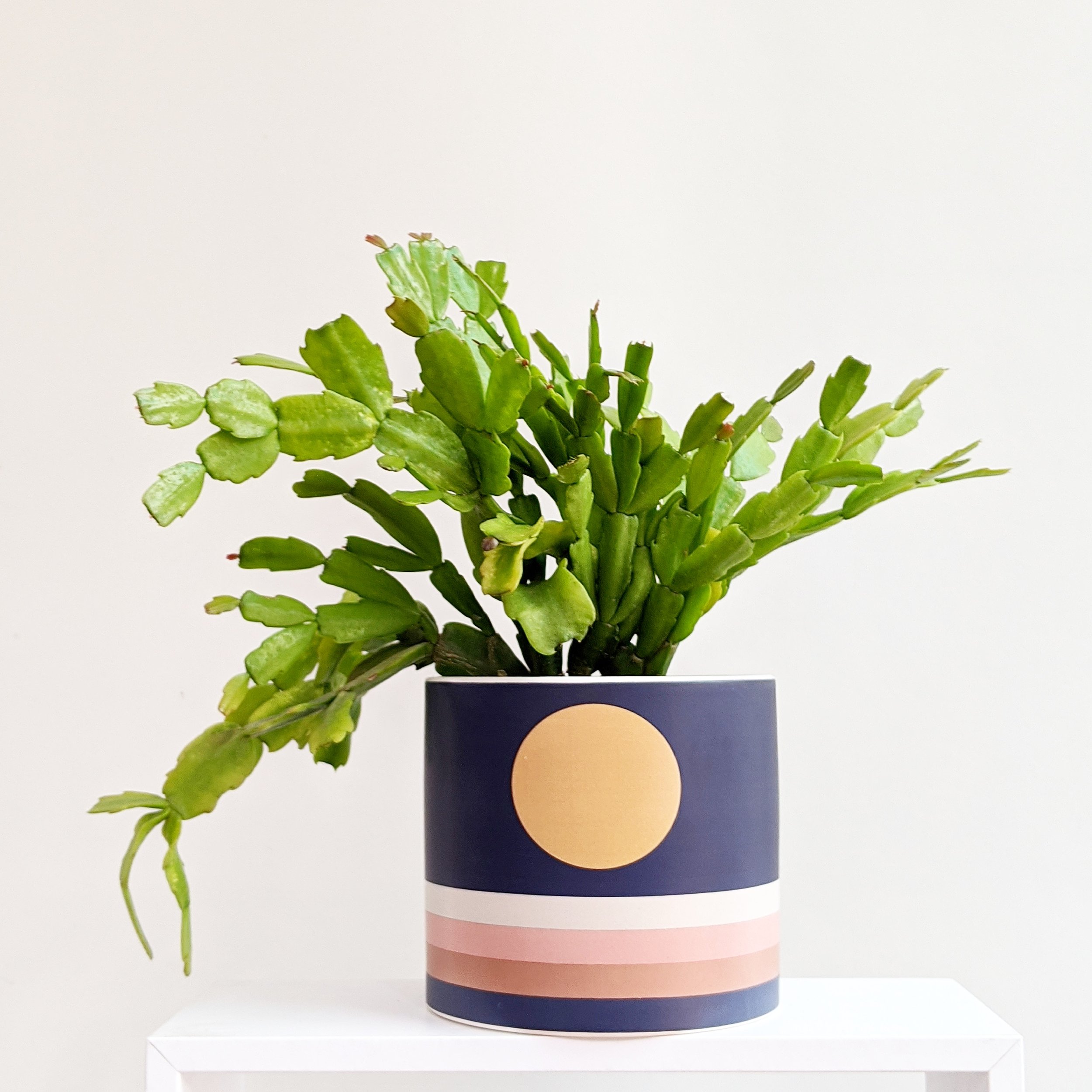 Plant Delivery Perth | Same Day Service | Free Delivery