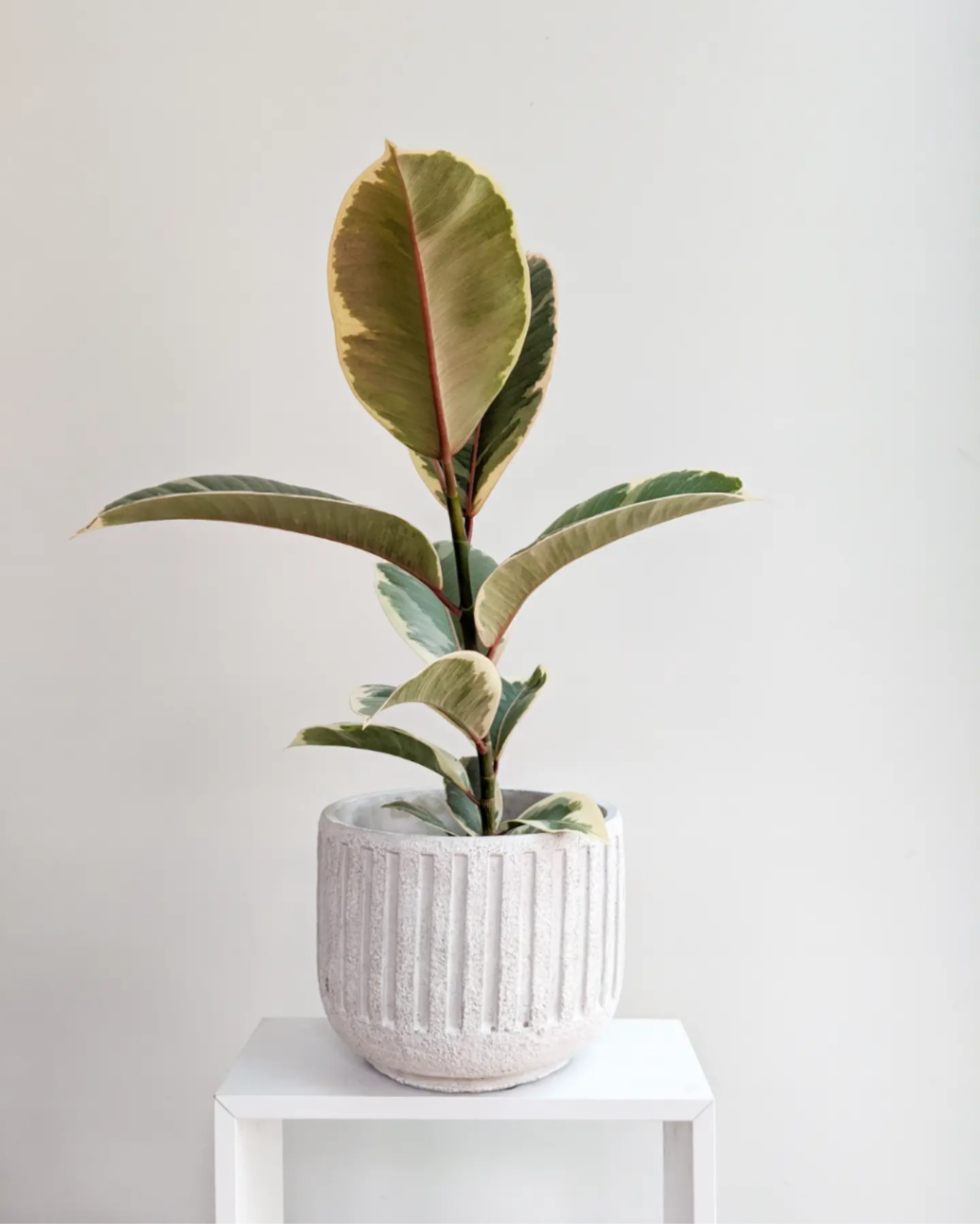 Plant Delivery Perth | Same Day Service | Free Delivery