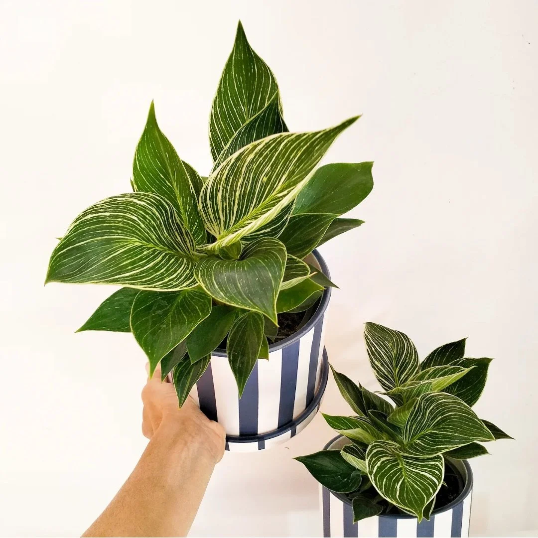 Plant Delivery Perth | Same Day Service | Free Delivery