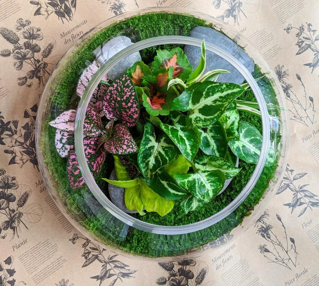 Online gift and potted plant delivery service Perth