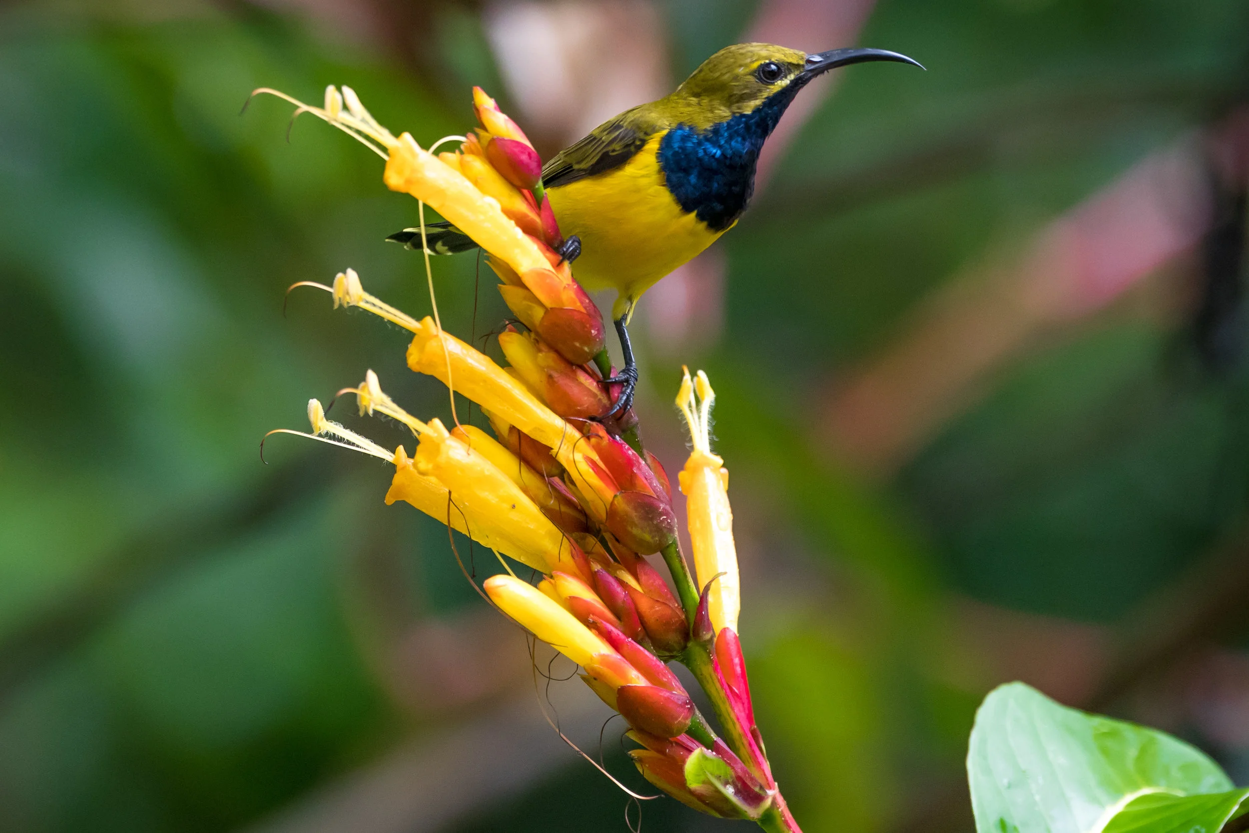 birds — Meaghan Q Sinclair