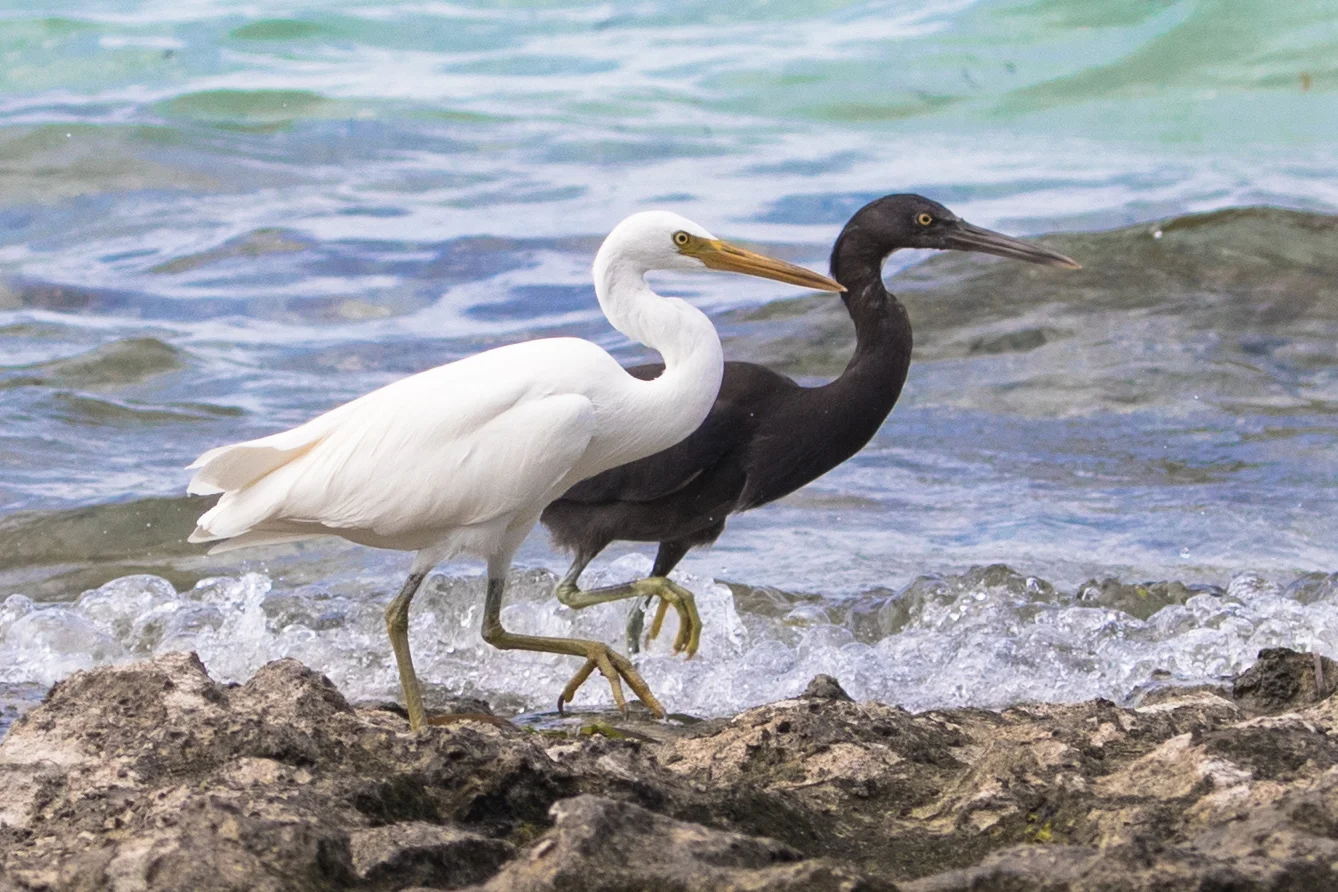 birds — Meaghan Q Sinclair