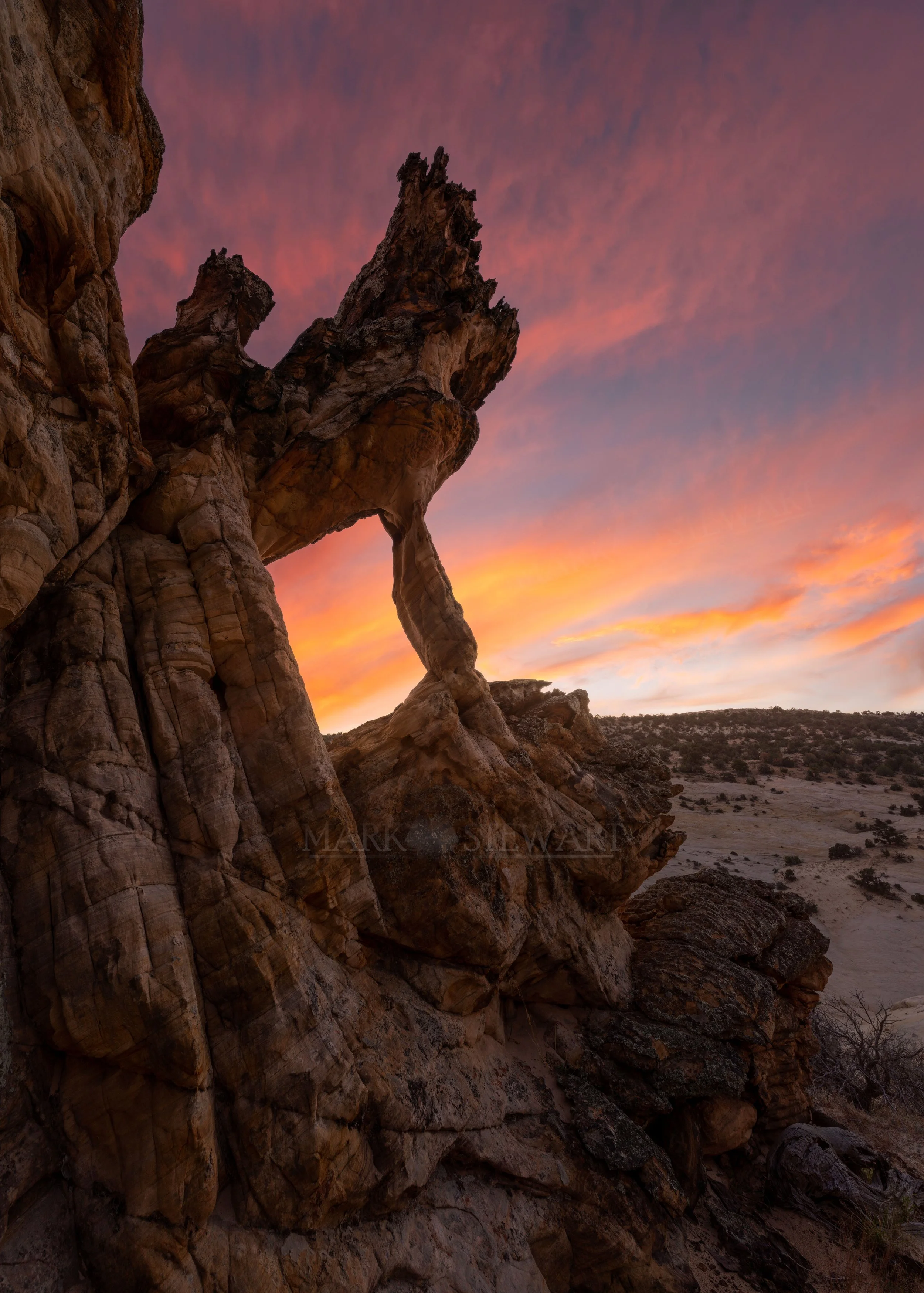 Desert Trophy — Mark Stewart Photography